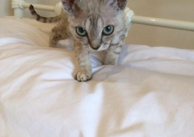 Gallery | Oakworth Cattery